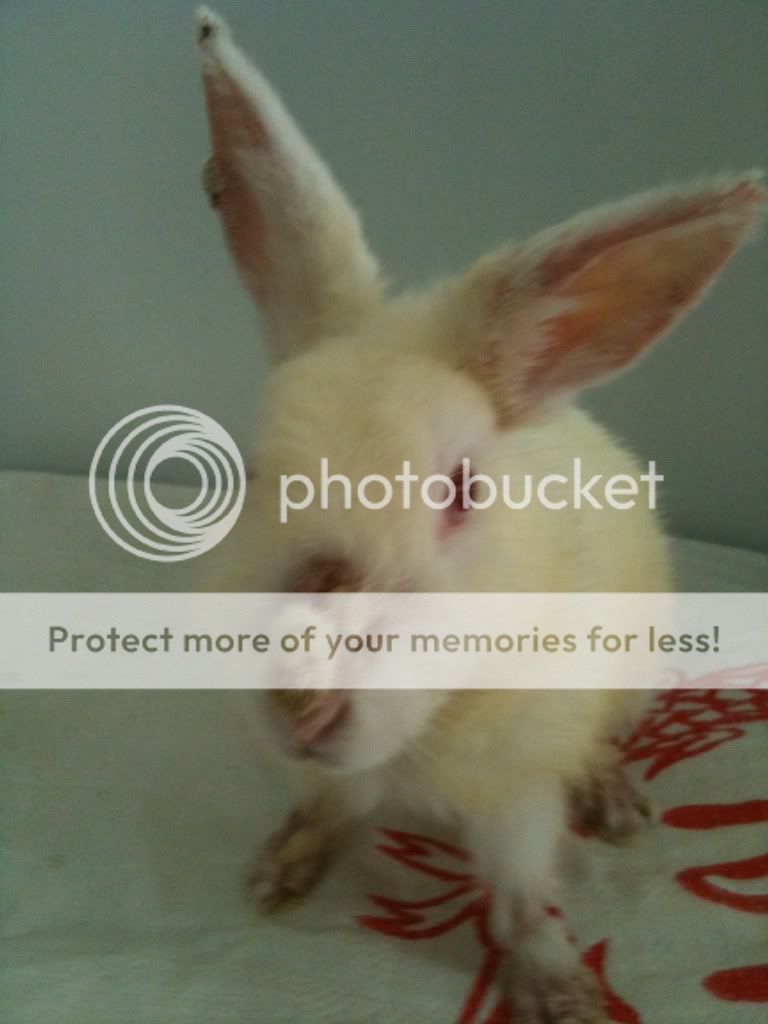 Scabies Rabbit Photos by HRSS | Photobucket