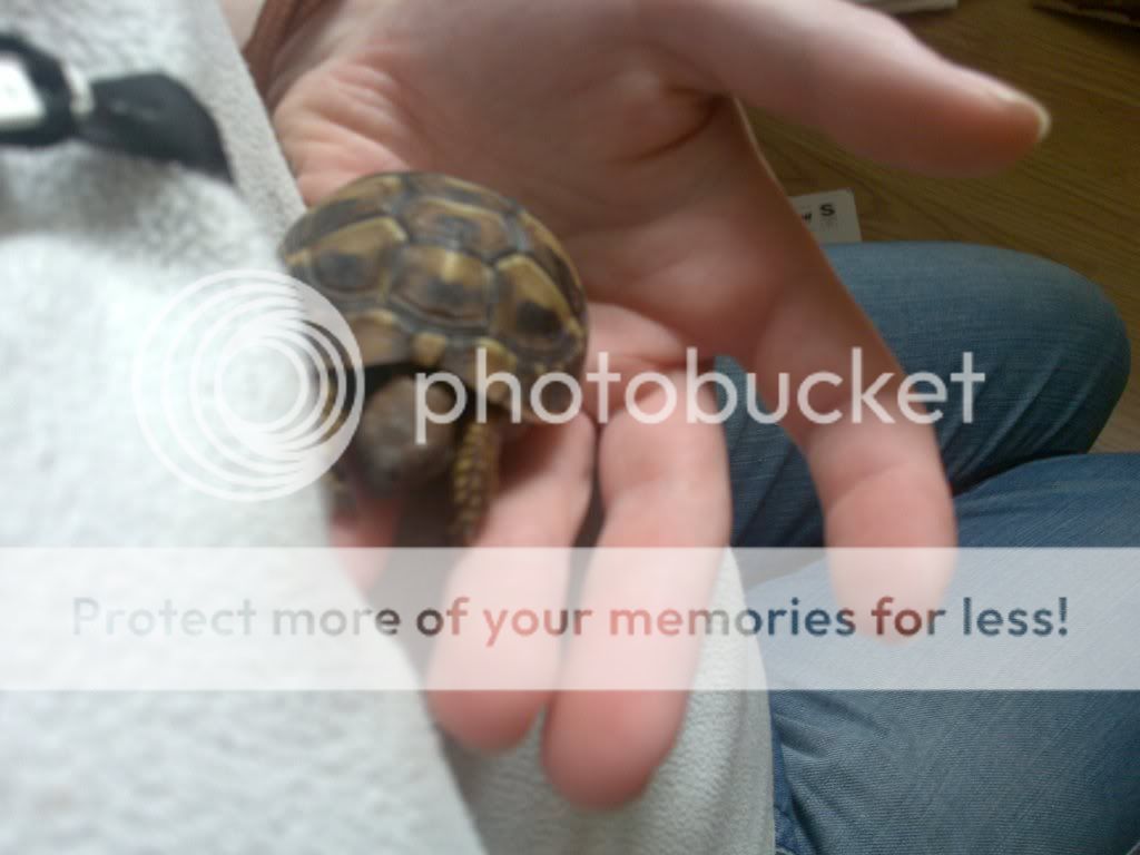 my baby(?!) Mojo! | Reptile Forums